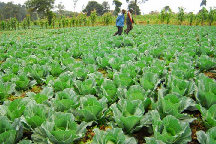 Kilimo cha Kabichi - KILIMO NA UFUGAJI