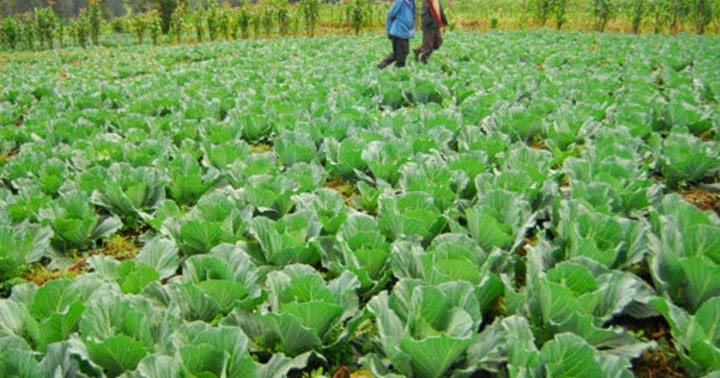 Jifunze Kilimo: KILIMO BORA CHA KABICHI