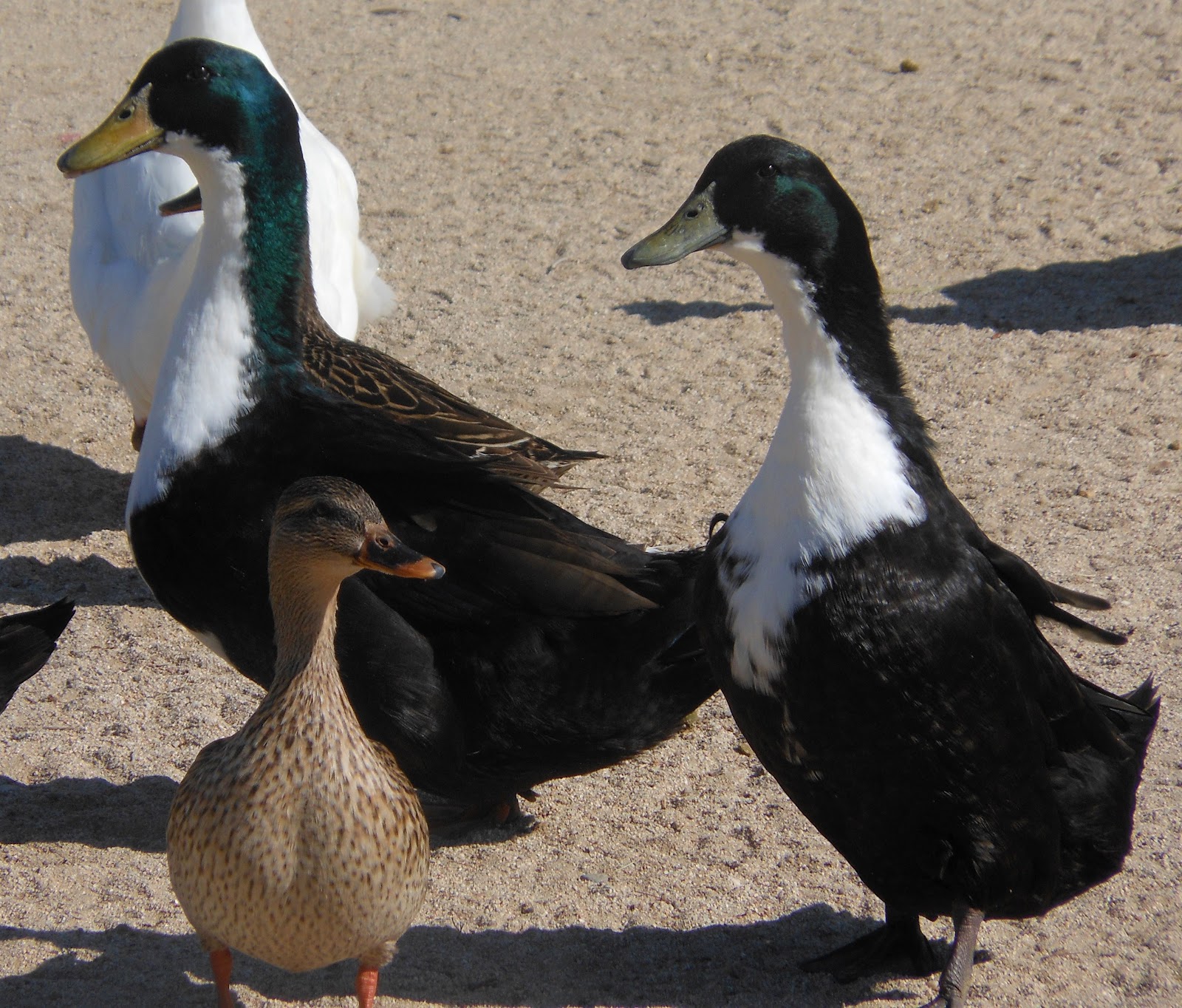 1000 Hikes in 1000 Days: Day 455: Apollo Community Regional Park