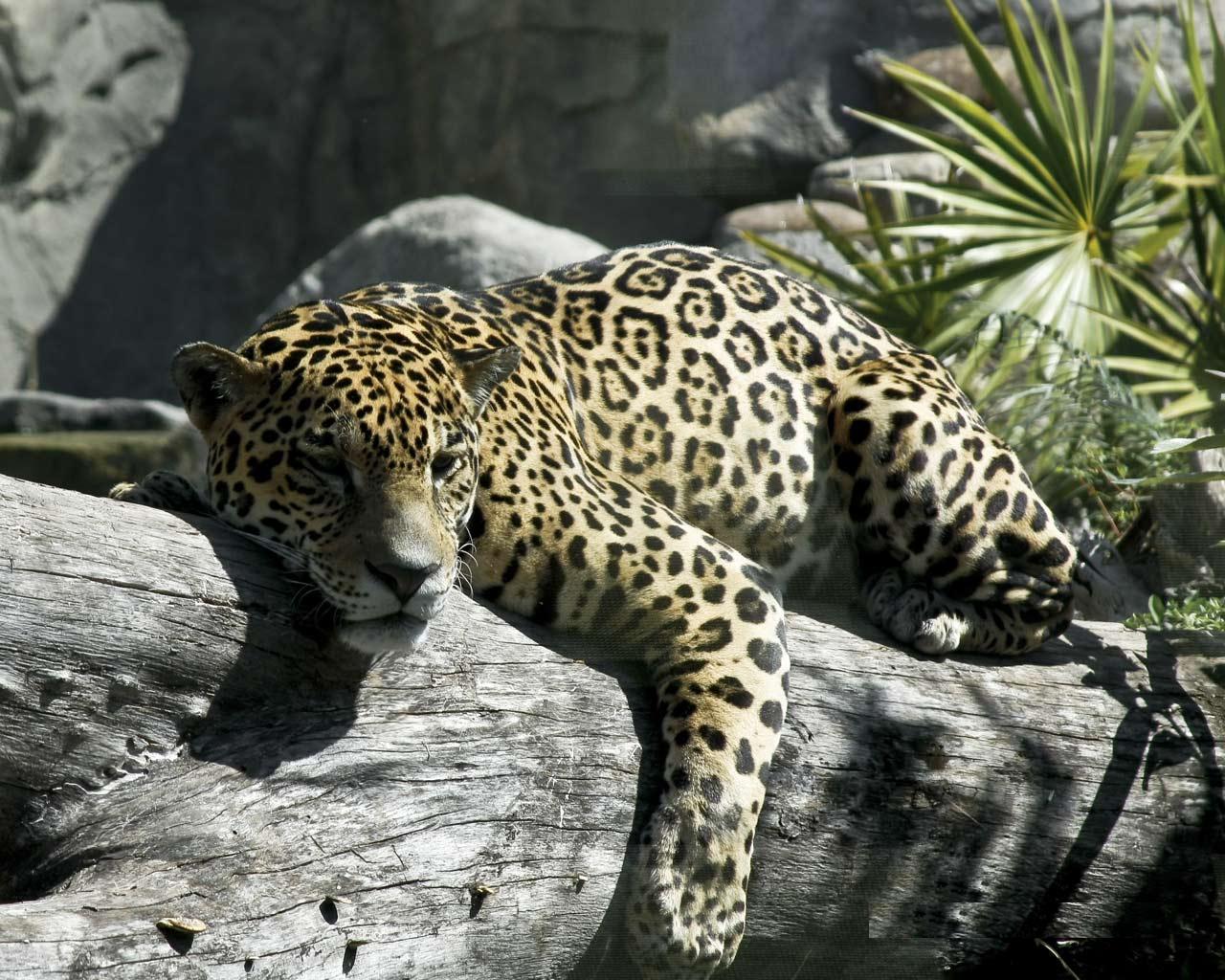 Jaguar Definition at Noah Anivitti blog