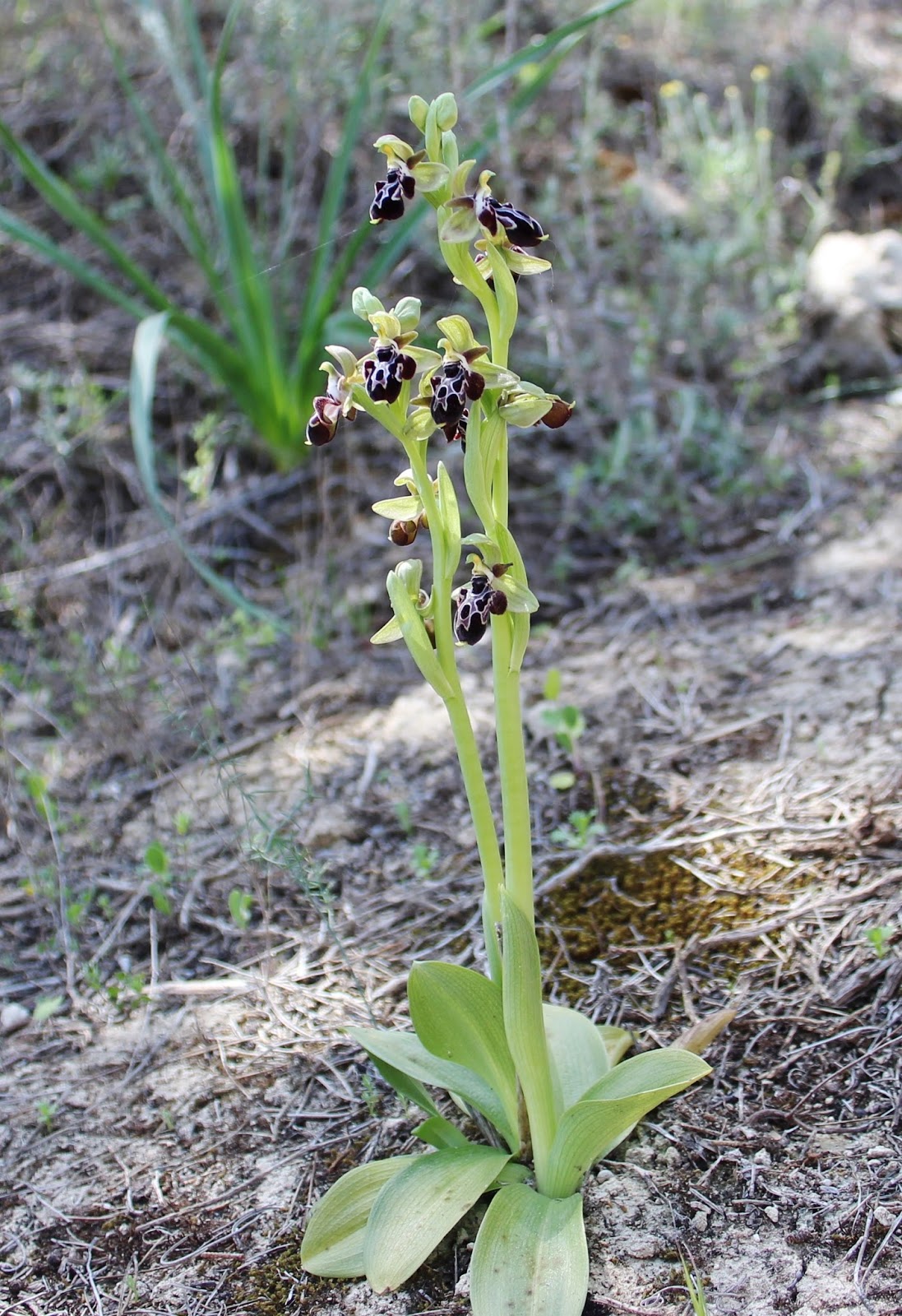 Biodiversity of Cyprus by NGO Protection of the Natural Heritage and ...