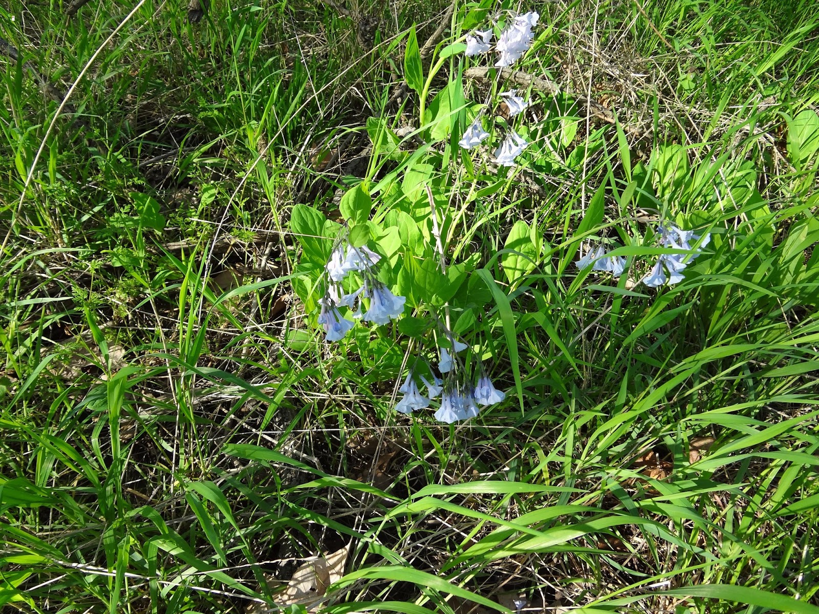 JBK-Corridors-Addendum1: Little Blue Trace Trail - Flowers
