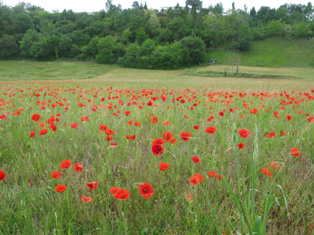 Life in the Deep South of France: Poppies, simply poppies.
