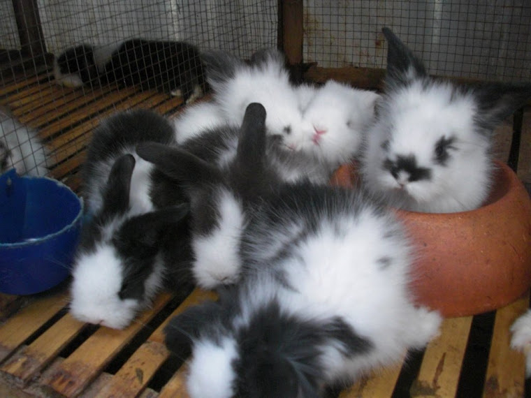 RABBIT PARADISE: DIJUAL !! Hamster Winter White Blue Argente, Saphire ...