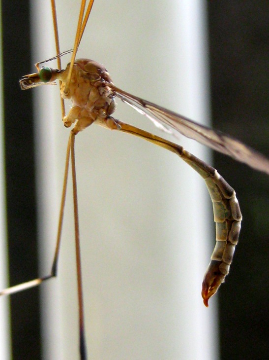 An Adult Crane Fly