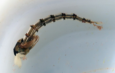 Fly Fishing Traditions: Chironomids 101 - Part ll - The Life Cycle