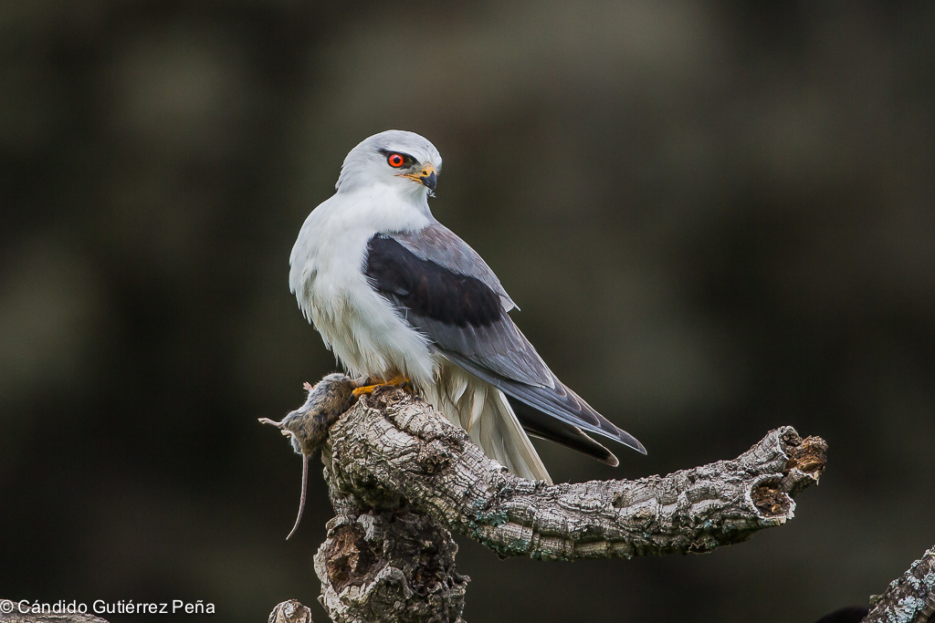 ELANIO AZUL - Elanus Caeruleus | Observatorio de la Naturaleza