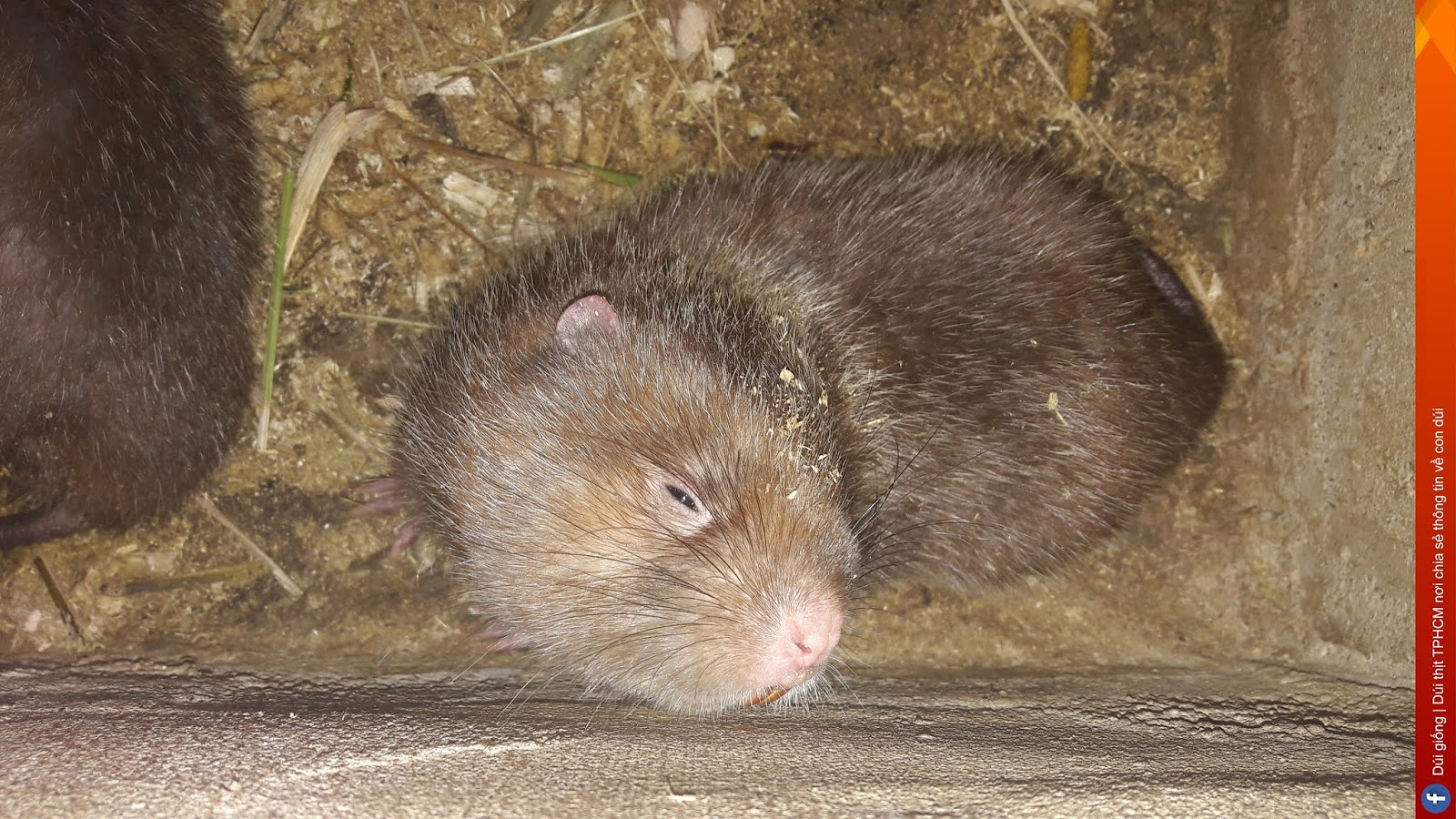 Blog về quá trình nuôi con dúi của Khoa Cao: Dúi [Không đẻ] - [Không ...