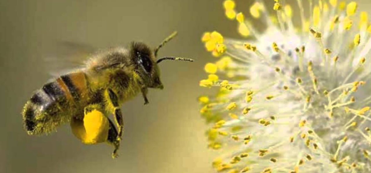 Las angiospermas: características generales - Biología