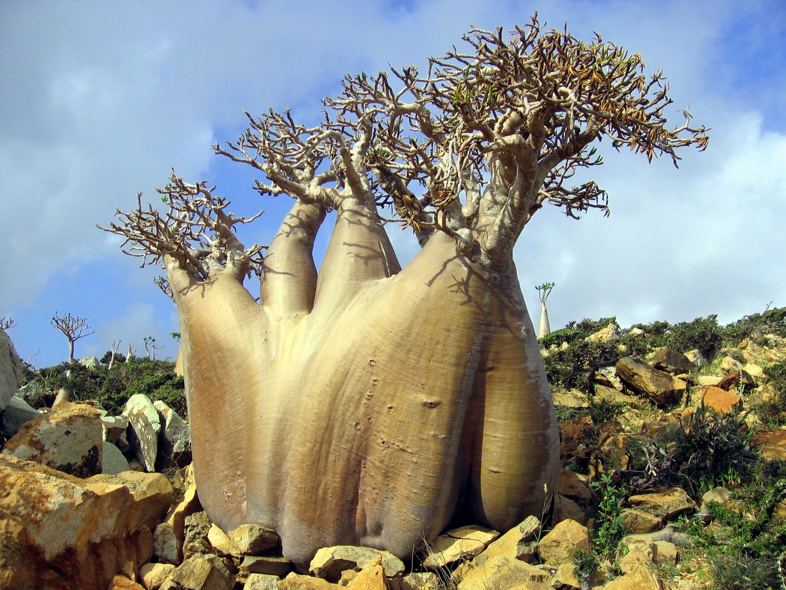 Facts About Socotra - strangefacts ~ Interesting & Hot Facts