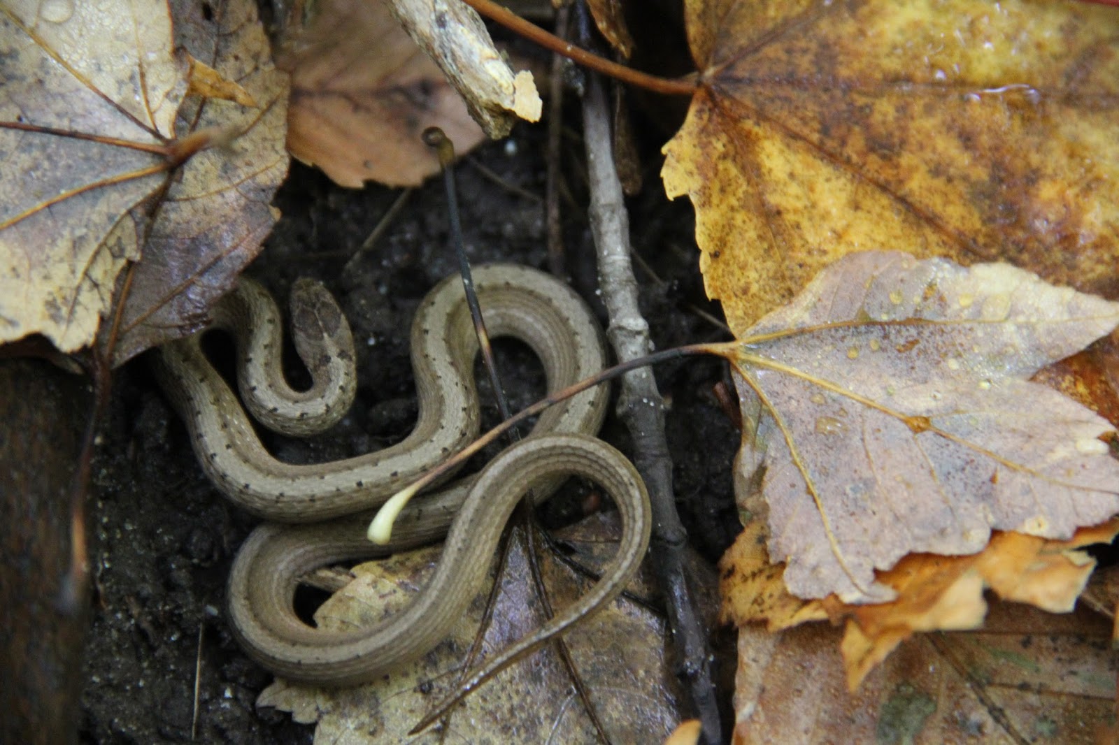 Isabella Conservation District Environmental Education Program: Native ...