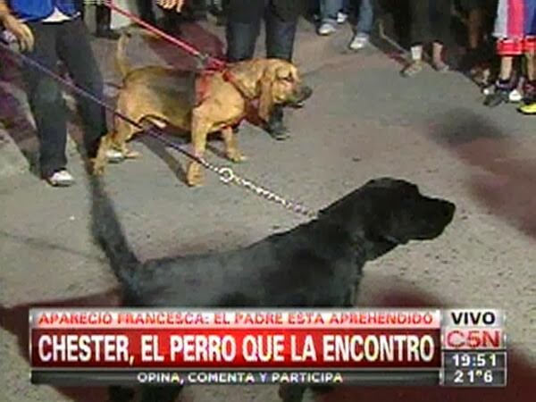 Chester, el perro héroe que encontró a una niña desaparecida en ...