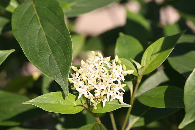 Proven Winners® ColorChoice® Plant of the Week: 2015