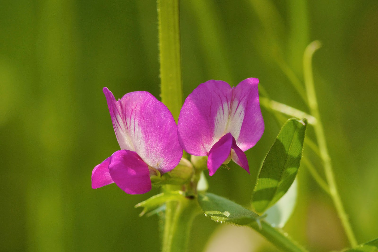 Breuillet Nature: La Vesce commune