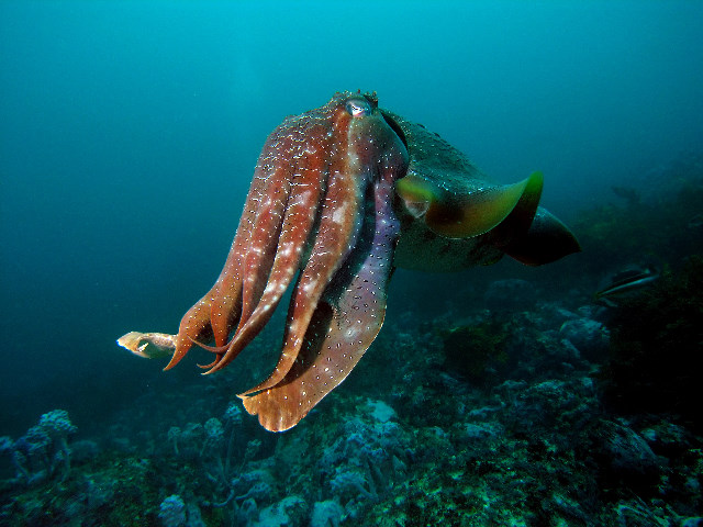 Animals of the world: Giant Australian Cuttlefish