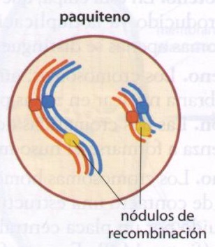 EL CICLO CELULAR: 2. La Meiosis