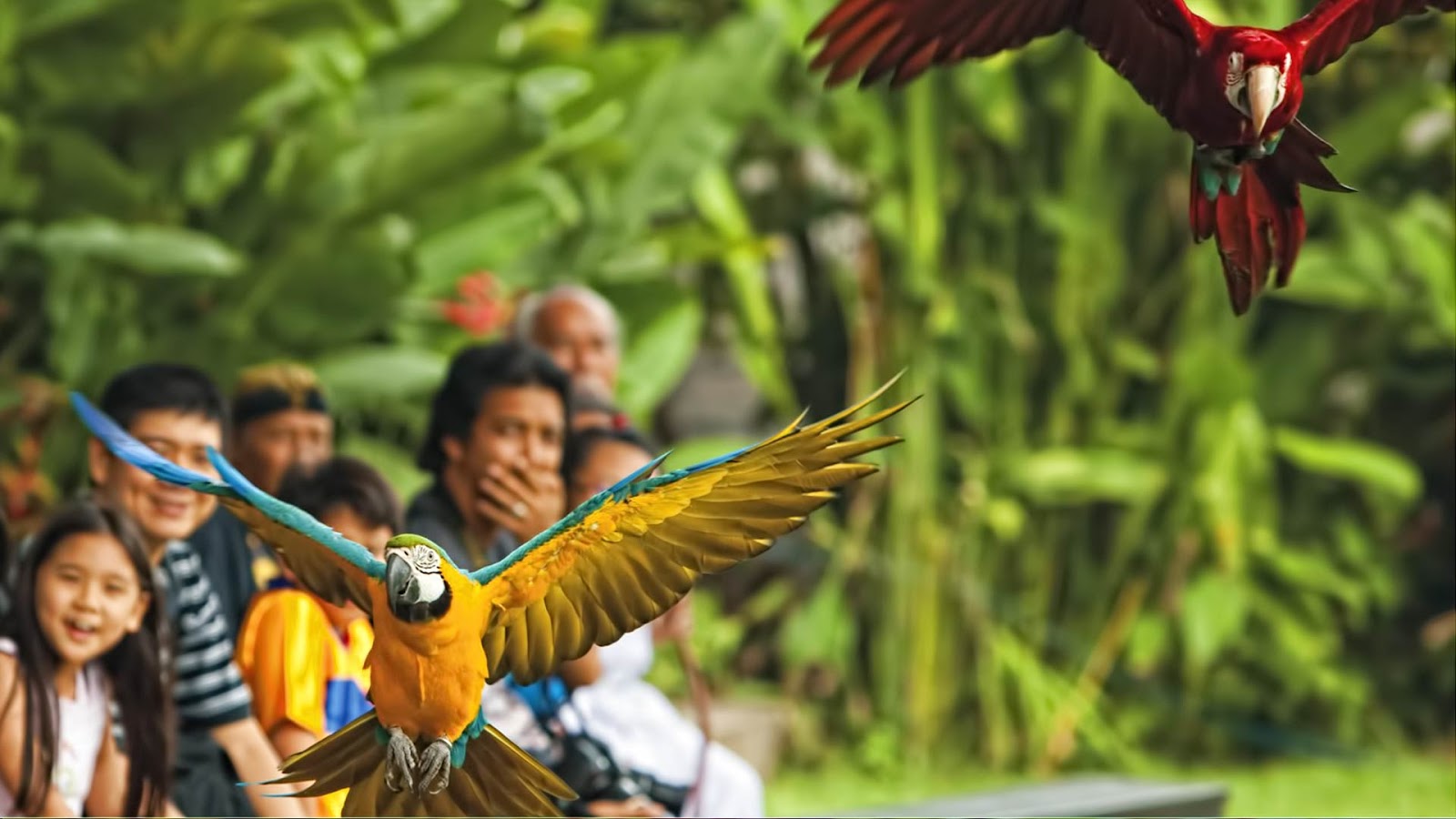 Bali Bird And Reptile Park – Hal Menarik & Informasi - Info Wisata