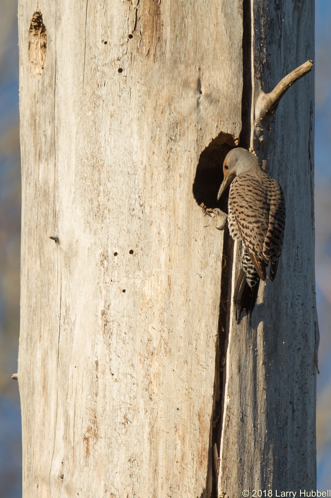 Laurelhurst Blog: All About Flickers