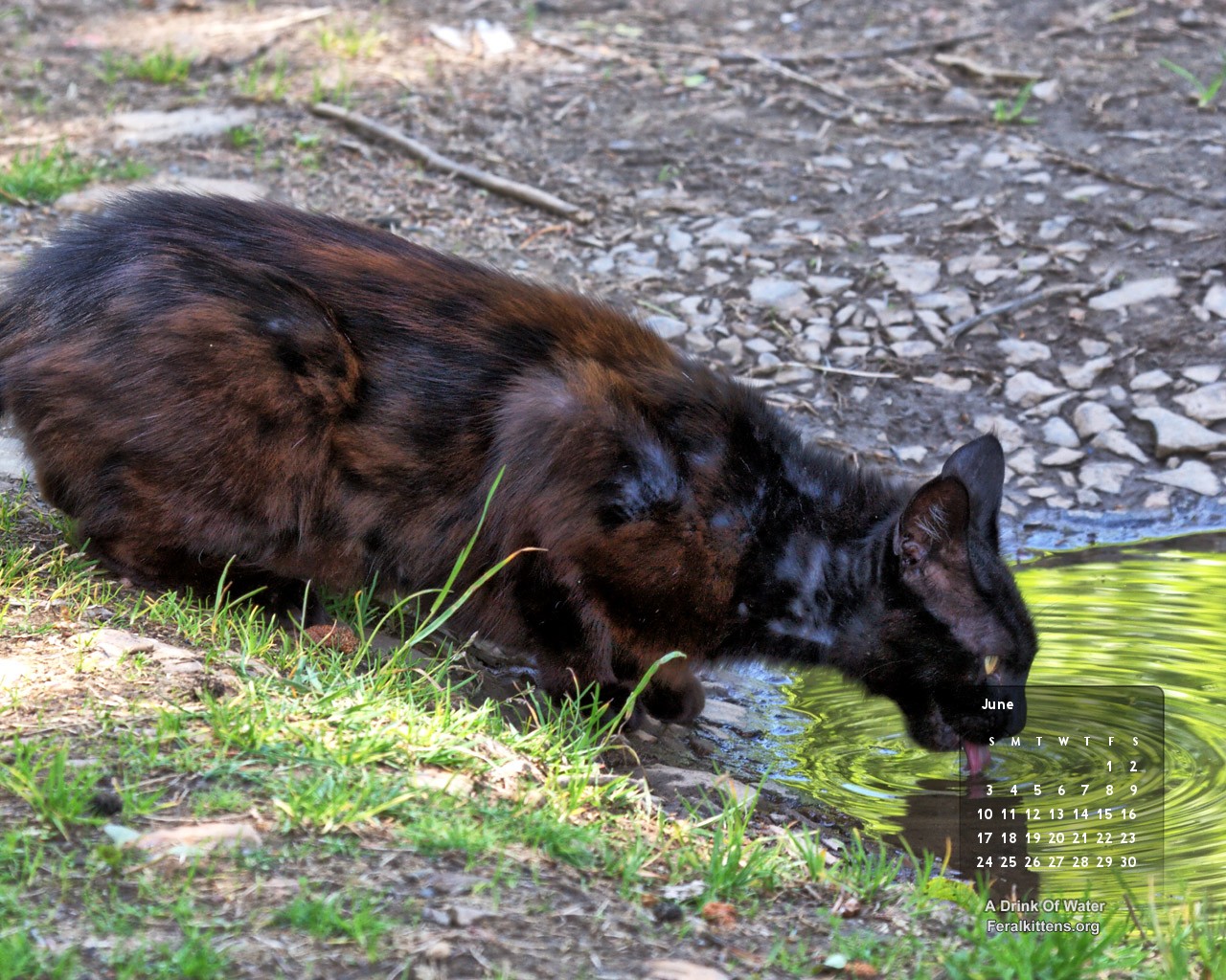 June Cat Desktop Calendar Wallpaper and More