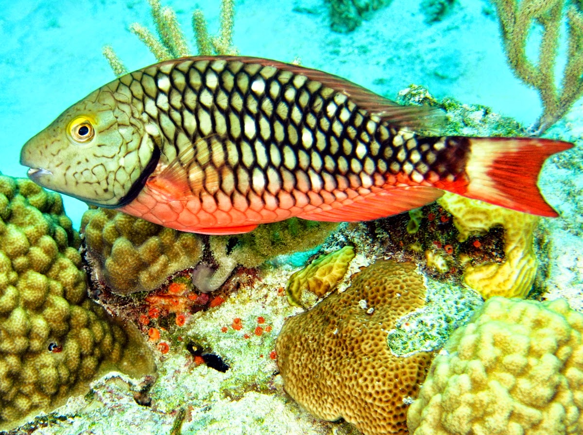 PARROTFISH photos - wallpapers (ανανεωμένο) | the fun bank