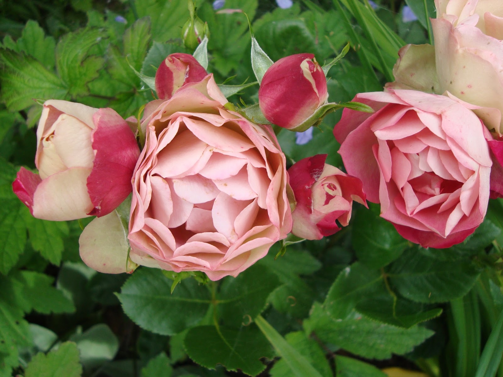 Passionnément jardin: Une rose, un rosier...Acropolis