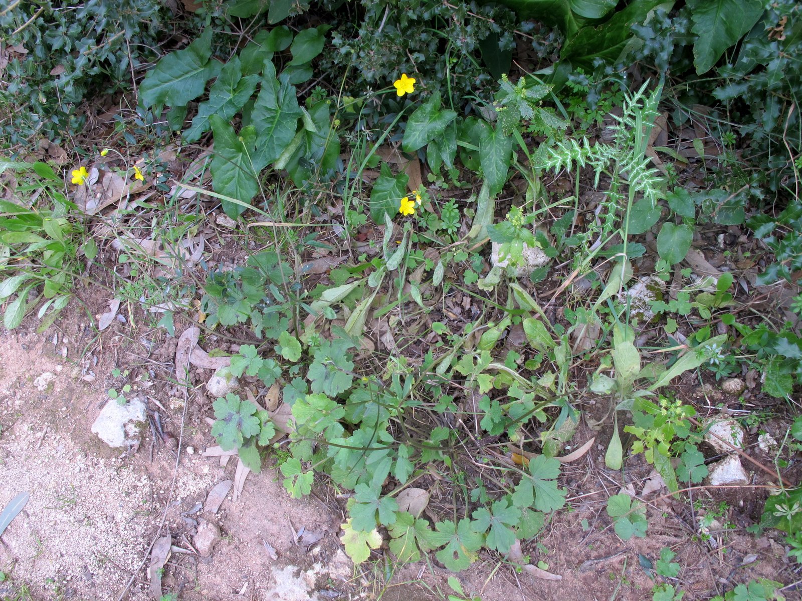 FLORA NEL SALENTO e.. anche altrove: Ranunculus velutinus Ten ...