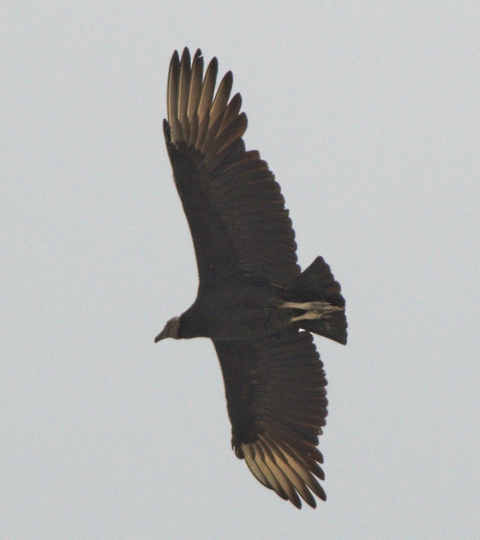 Coragyps atratus alias Golero, Gallinazo, Chulo