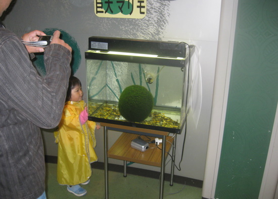 Fish Girl Writes: Marimo (Aegagropila linnaei) Care