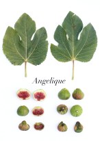 Angelique Fig - Var Tin