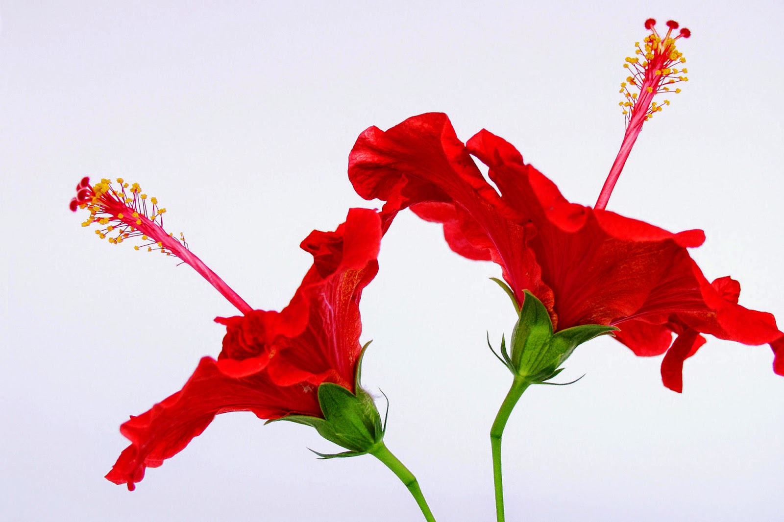 Red Flowers in Your Life - Flower With Styles