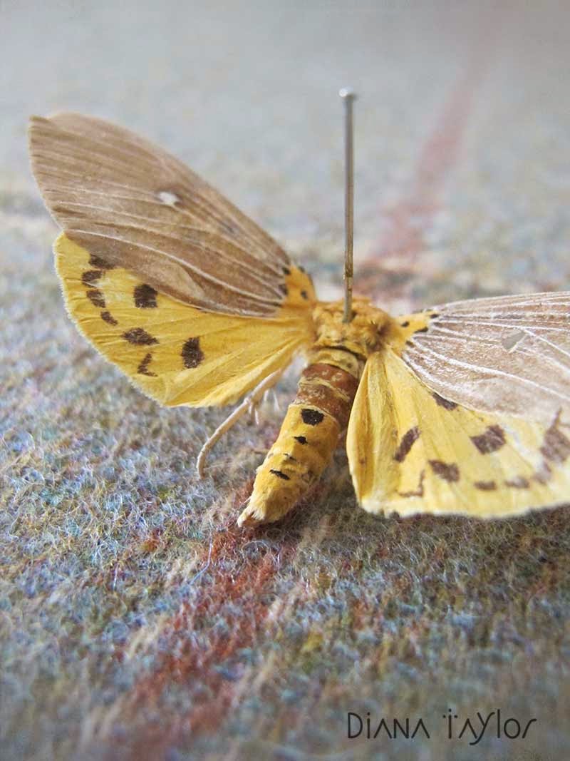 Velvet Moth Studio: THE BEAUTY OF MOTHS