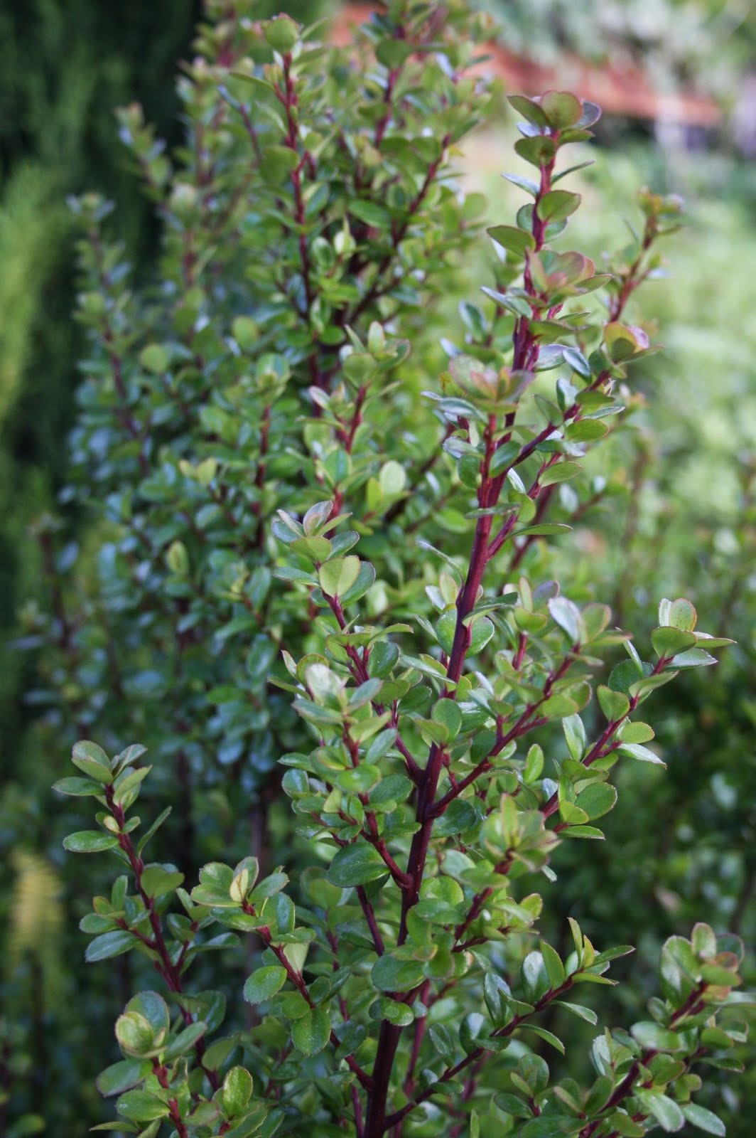 The Gardens of Petersonville: The Shrub with the Red Stems