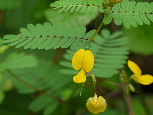 Raji Ramakrishnan : KAVLECHI BHAJI, KAVLA SUBZI, ODABIRNI SUBZI