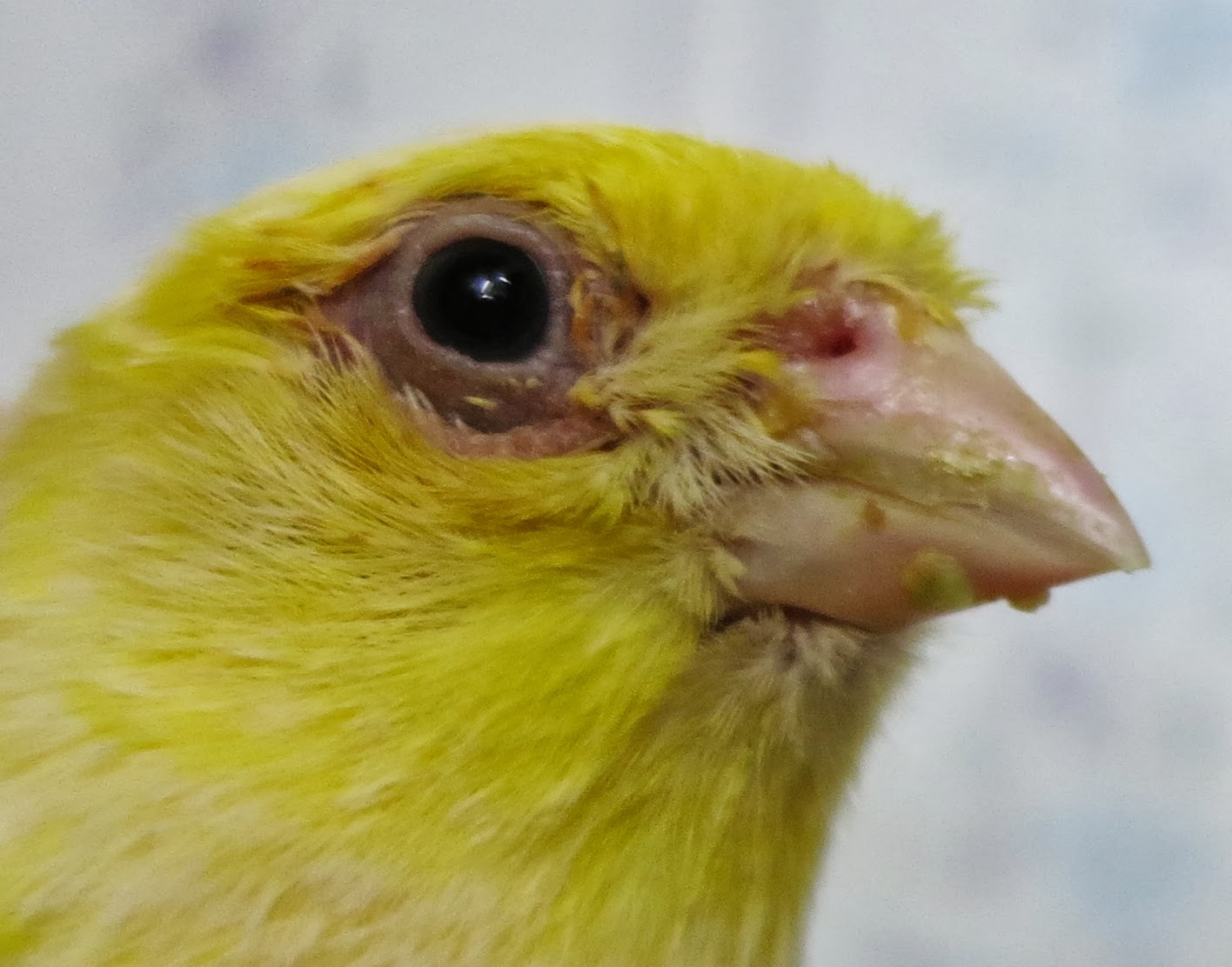 Canary Tales: Nasal Sinuses Infection - Feather Loss Around Eye
