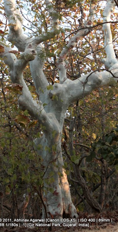 Abhinav Agarwal: Sasan Gir National Park and Wildlife Sanctuary