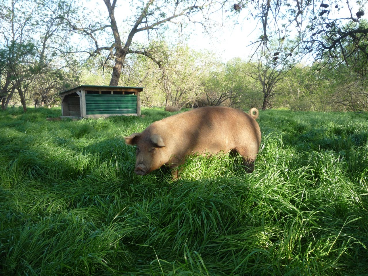 Riverdog Farm Hog Blog: Sows in Spring Pasture