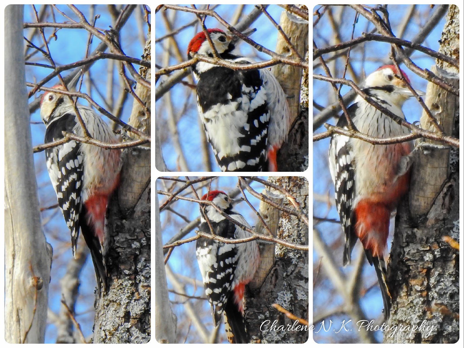 In Quest of a Scarce Bird |Blissful Solitary Wanderings