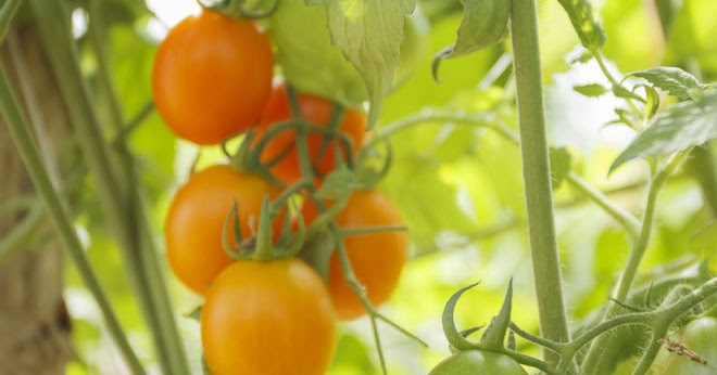 Tomato History : From the Andes to Europe and America - Grapes & Grains