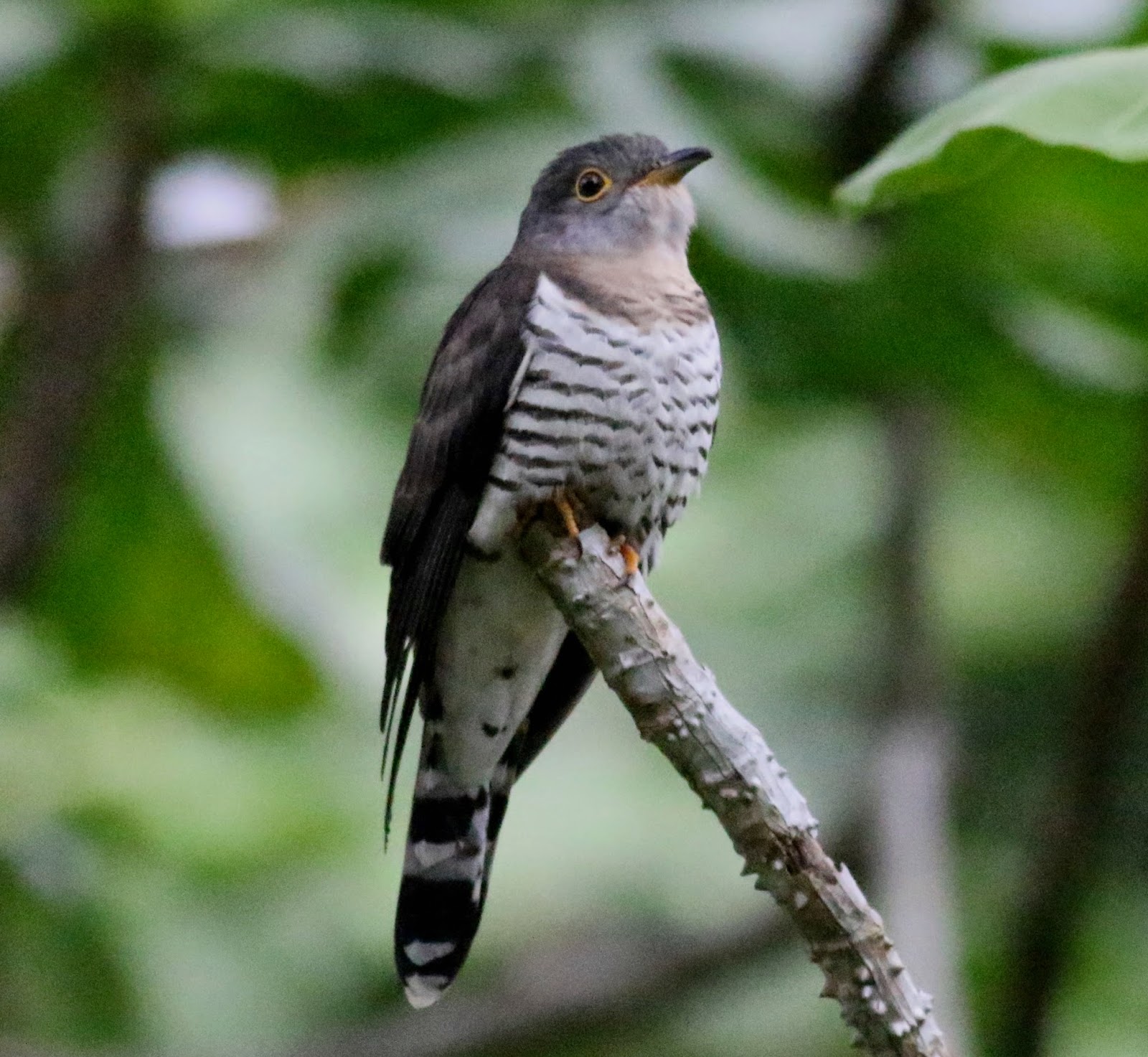 Indian Cuckoo Bird
