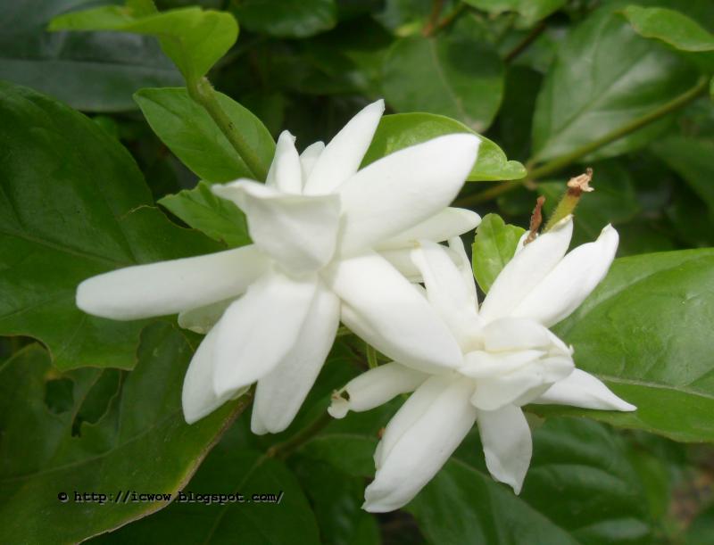 Arabian jasmine - Jasminum sambac