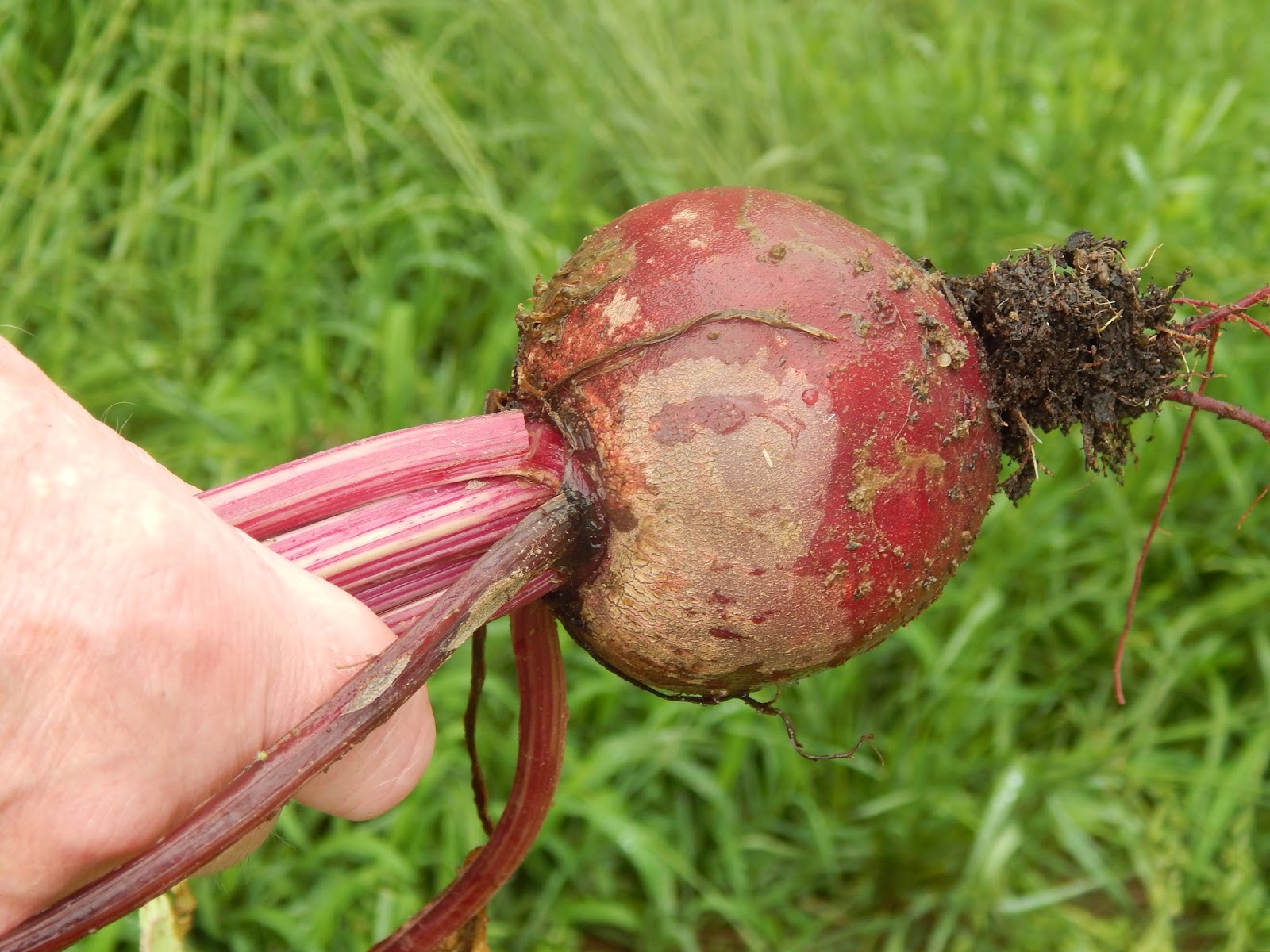 Thoughts from Frank and Fern: The Nutrition of Beets
