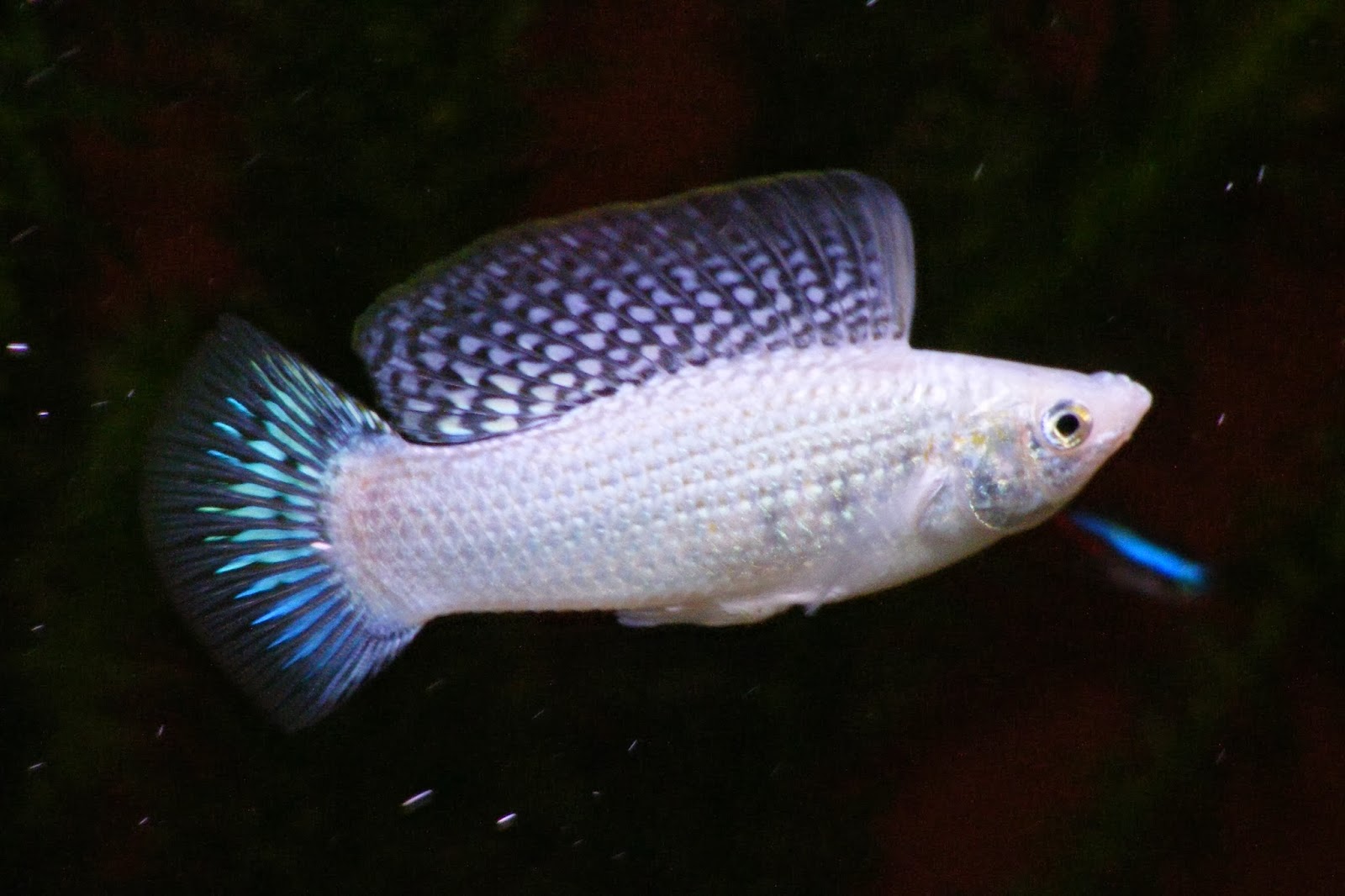 Fishaway Aquarists: Know Your Fish