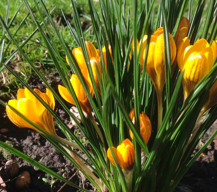 purple podded peas: 100 Flowers : #009 Golden Crocus