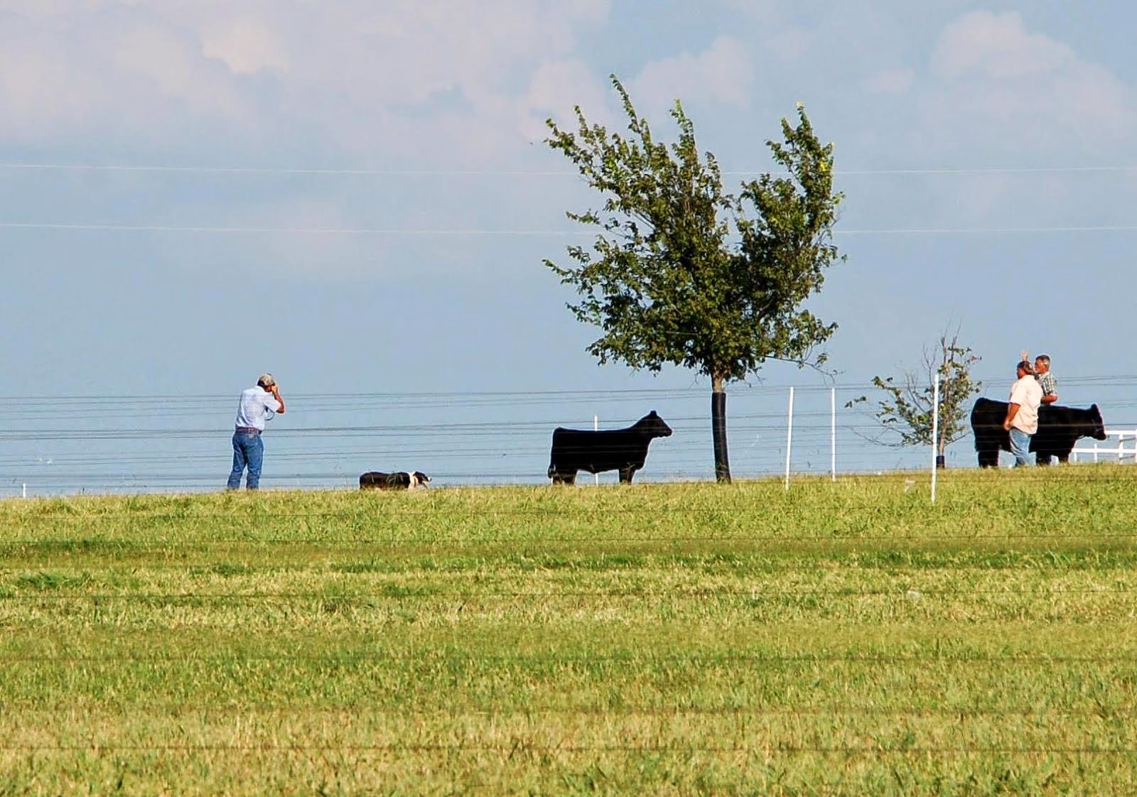 Buck Cattle Co. Blog