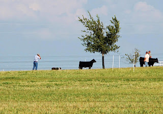 Buck Cattle Co. Blog