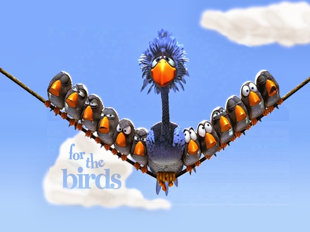 Birds HD Funny Wallpapers ~ Funny Wallpapers