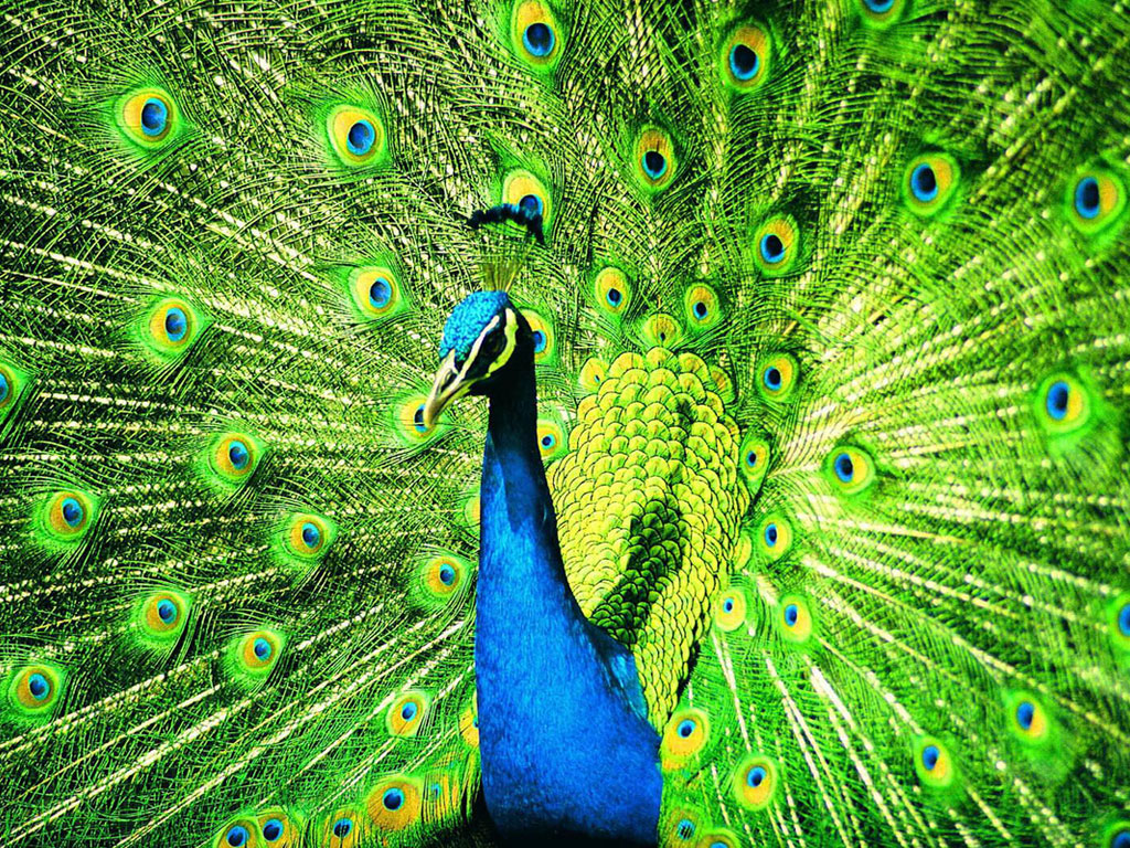 Caderno de Rascunho: O PAVÃO E OS CANÁRIOS