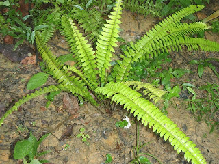 Panitia Sains Al-Amin Bangi: Pelbagai spesies paku-pakis