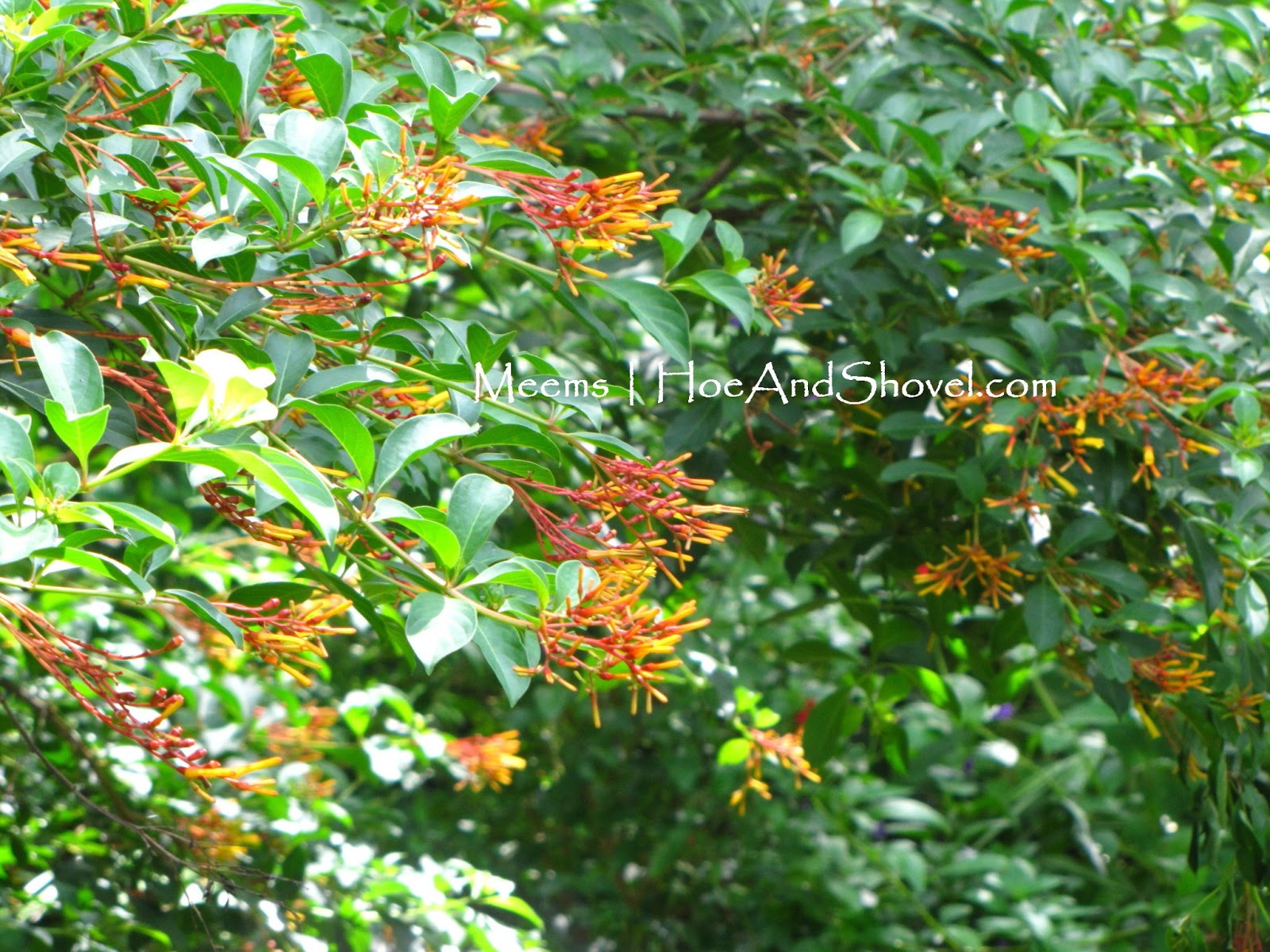 Hoe and Shovel: Firebush :: Native or Non-Native?