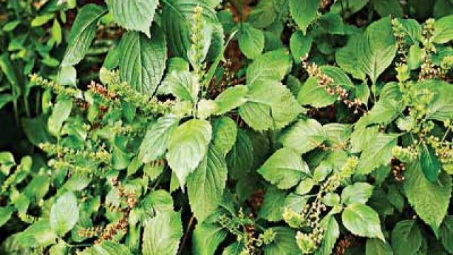 Health Benefits Of Scent Leaf (Efirin) - FOW 24 NEWS